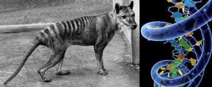 Extinct Tasmanian Tiger's DNA Revived in Mice | Live Science