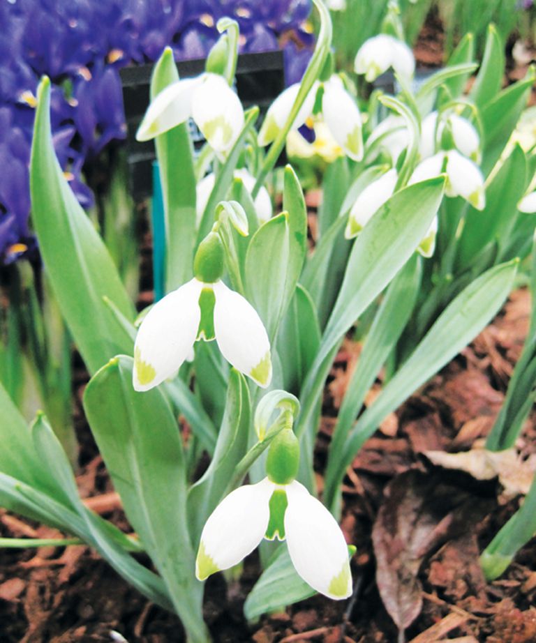 Winter garden ideas: 20 ways to a beautiful winter backyard | Homes and ...