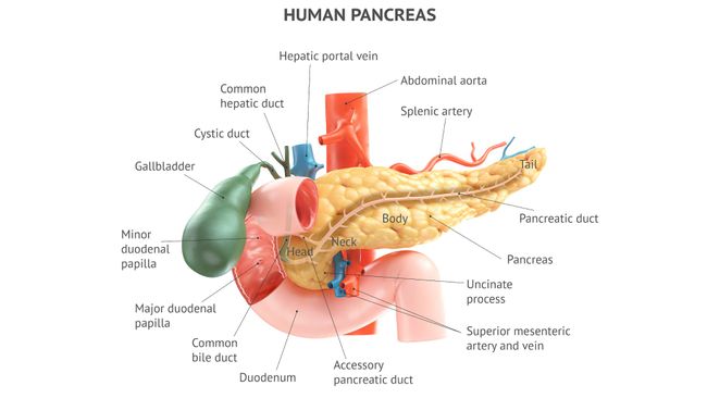 Pancreatitis: Causes, symptoms and treatments | Live Science