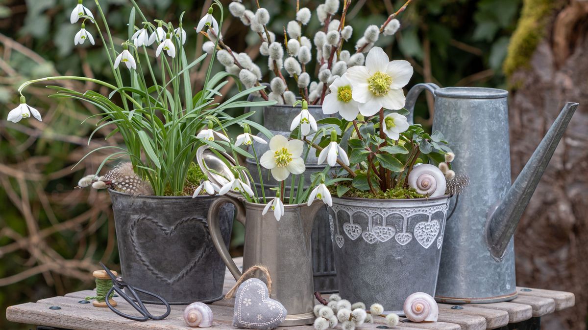 Best Winter Flowers For Pots: 7 Cool Cold-Season Containers | Gardening ...