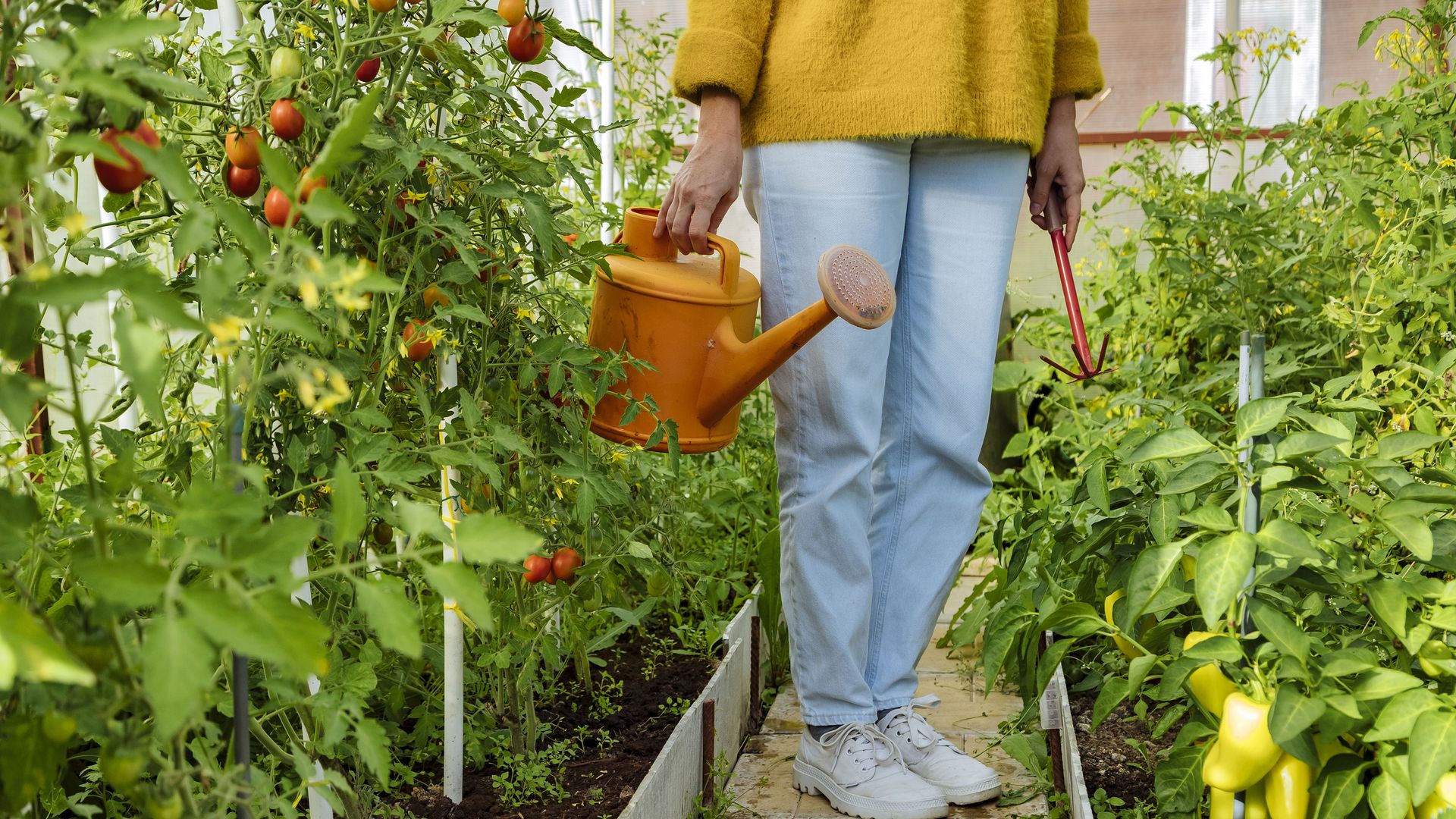 Watering tomato plants the right way is the key to success | Gardeningetc