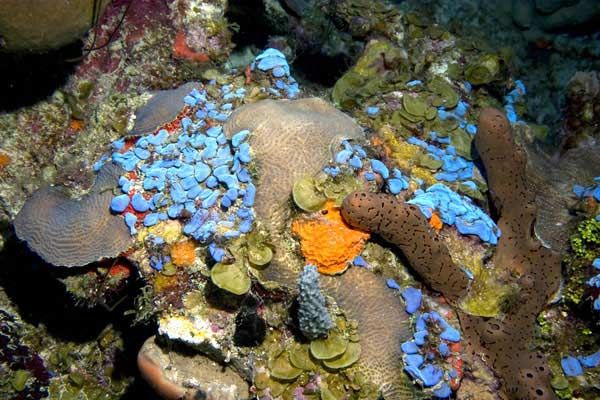 Huge Coral Reefs Discovered off Puerto Rico | Live Science