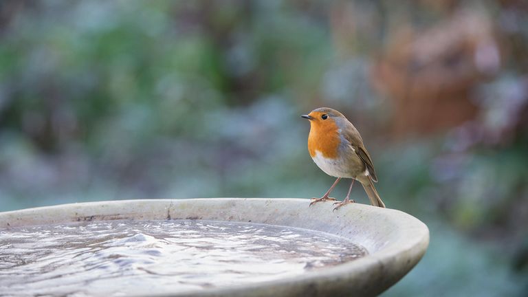 Bird bath mistakes to avoid: 8 common errors to avoid | Homes and Gardens