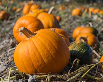 When is a pumpkin ripe to pick? An expert gives their tips | Gardeningetc