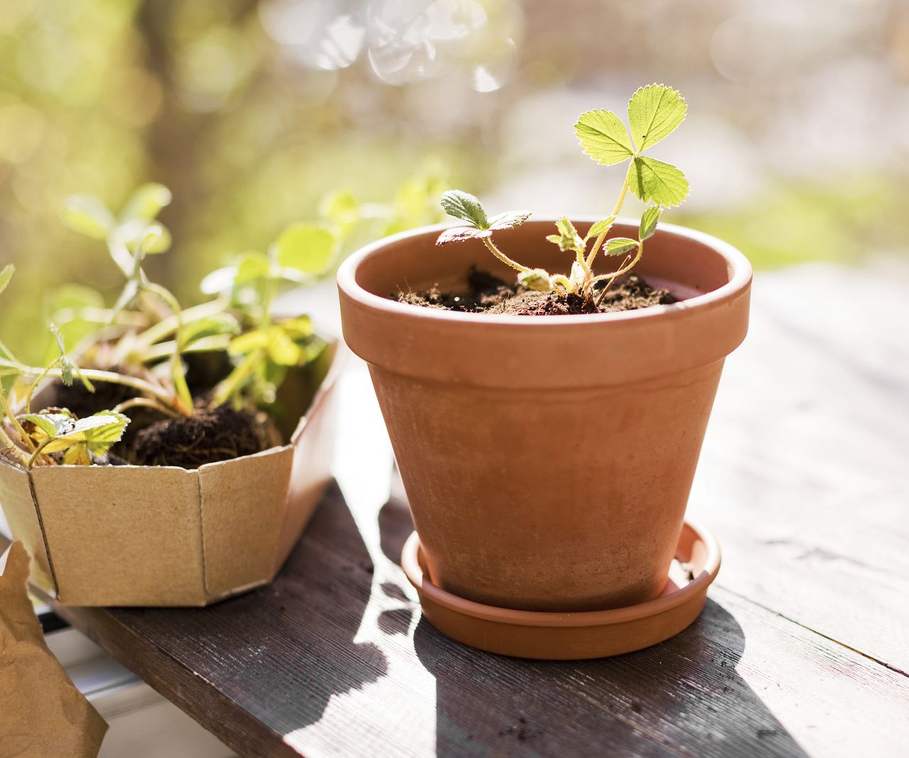 How To Grow Strawberries: The Definitive Guide | Gardening Know How