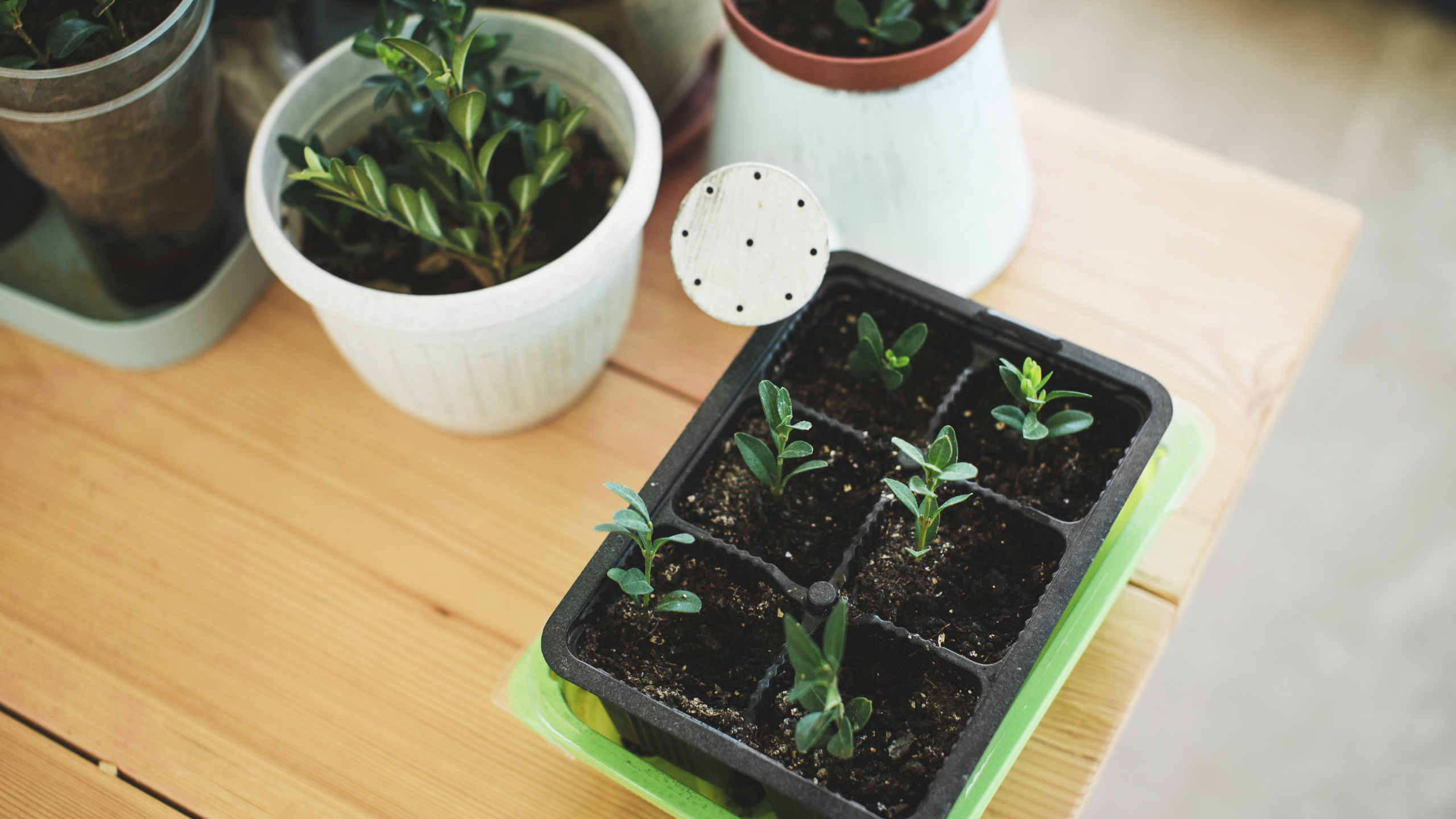 Cinnamon powder could help your cuttings thrive | Ideal Home