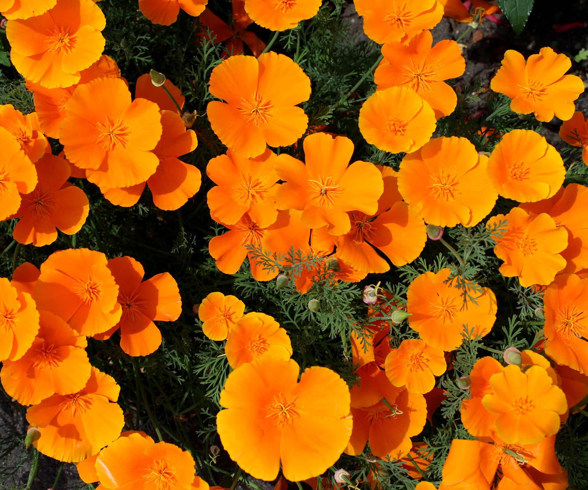 Growing Poppies From Seed | Ultimate Poppy Care Guide | Gardening Know How