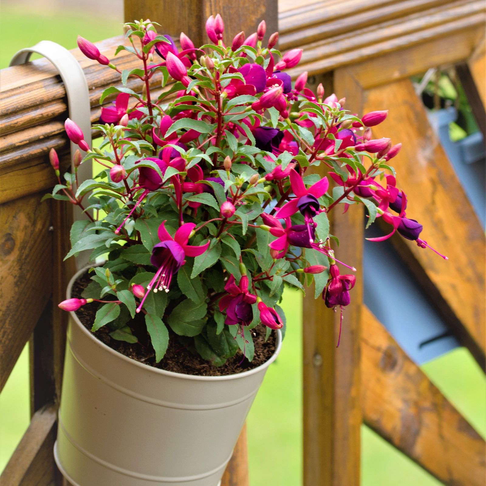 How to take a fuchsia cutting to grow a new plant for free | Ideal Home