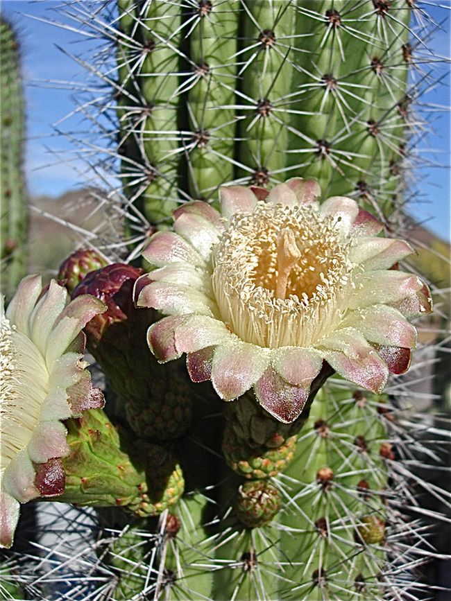 In Photos: Beautiful Cactus Flowers Signal Spring Is Here | Live Science