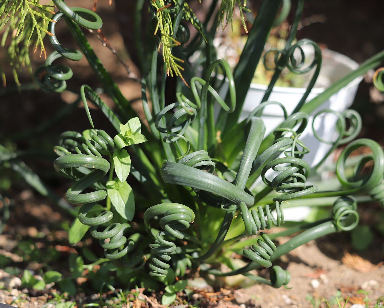 How to care for a frizzle sizzle plant: 3 expert tips | Homes and Gardens