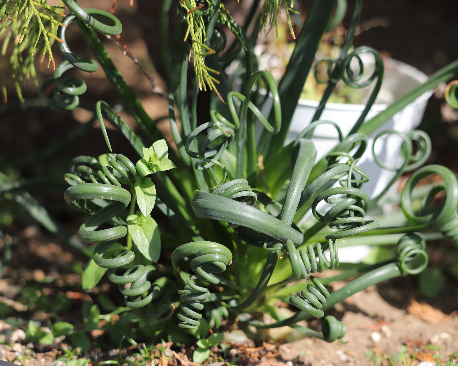 How to care for a frizzle sizzle plant: 3 expert tips | Homes and Gardens
