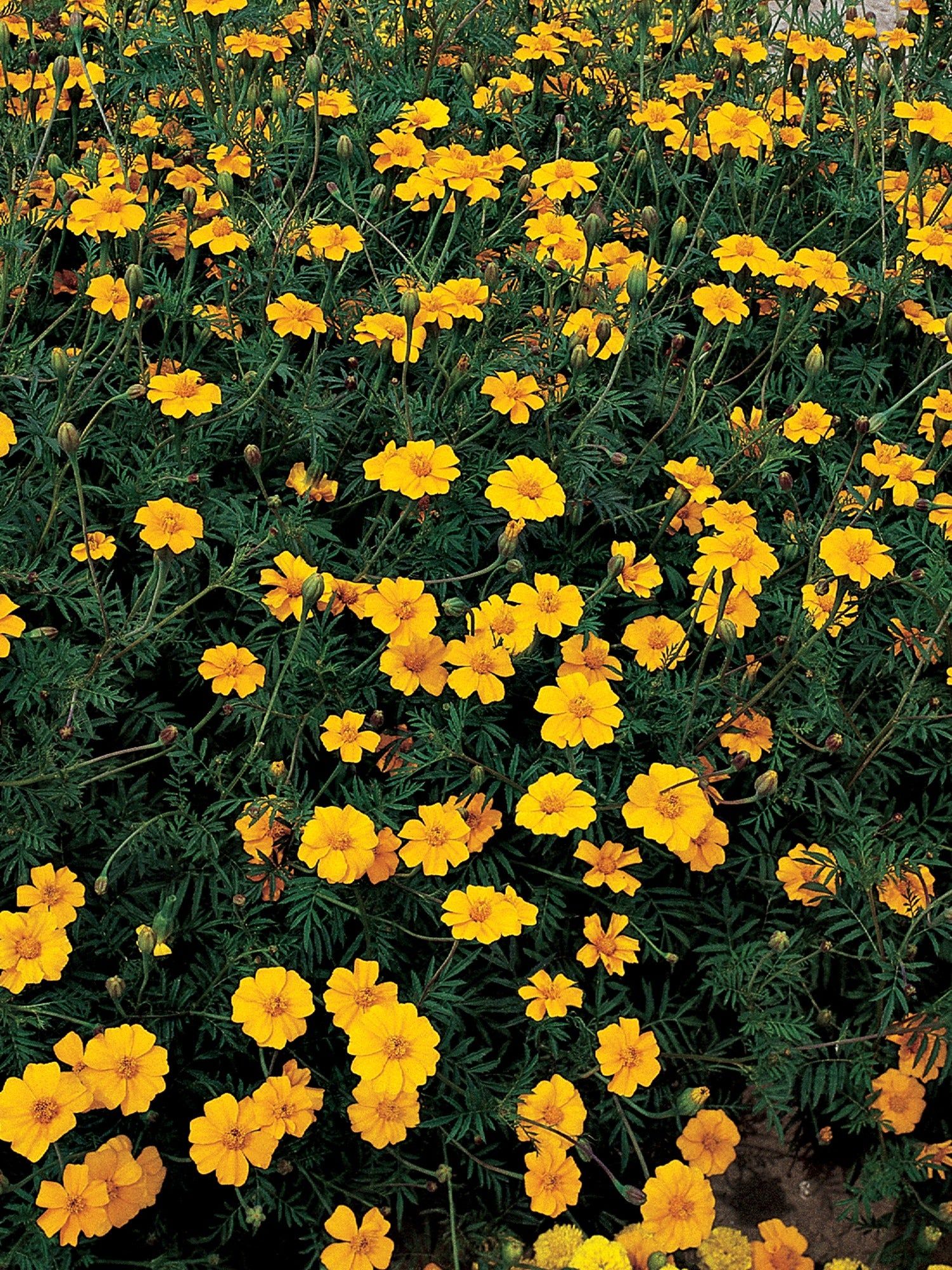 Tips for where to plant marigolds in a vegetable garden | Homes and Gardens