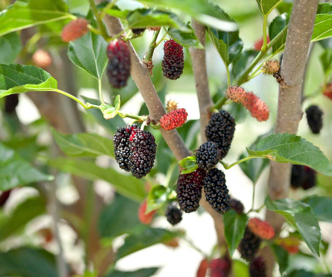 How to grow mulberry trees in pots: expert garden advice | Homes and ...