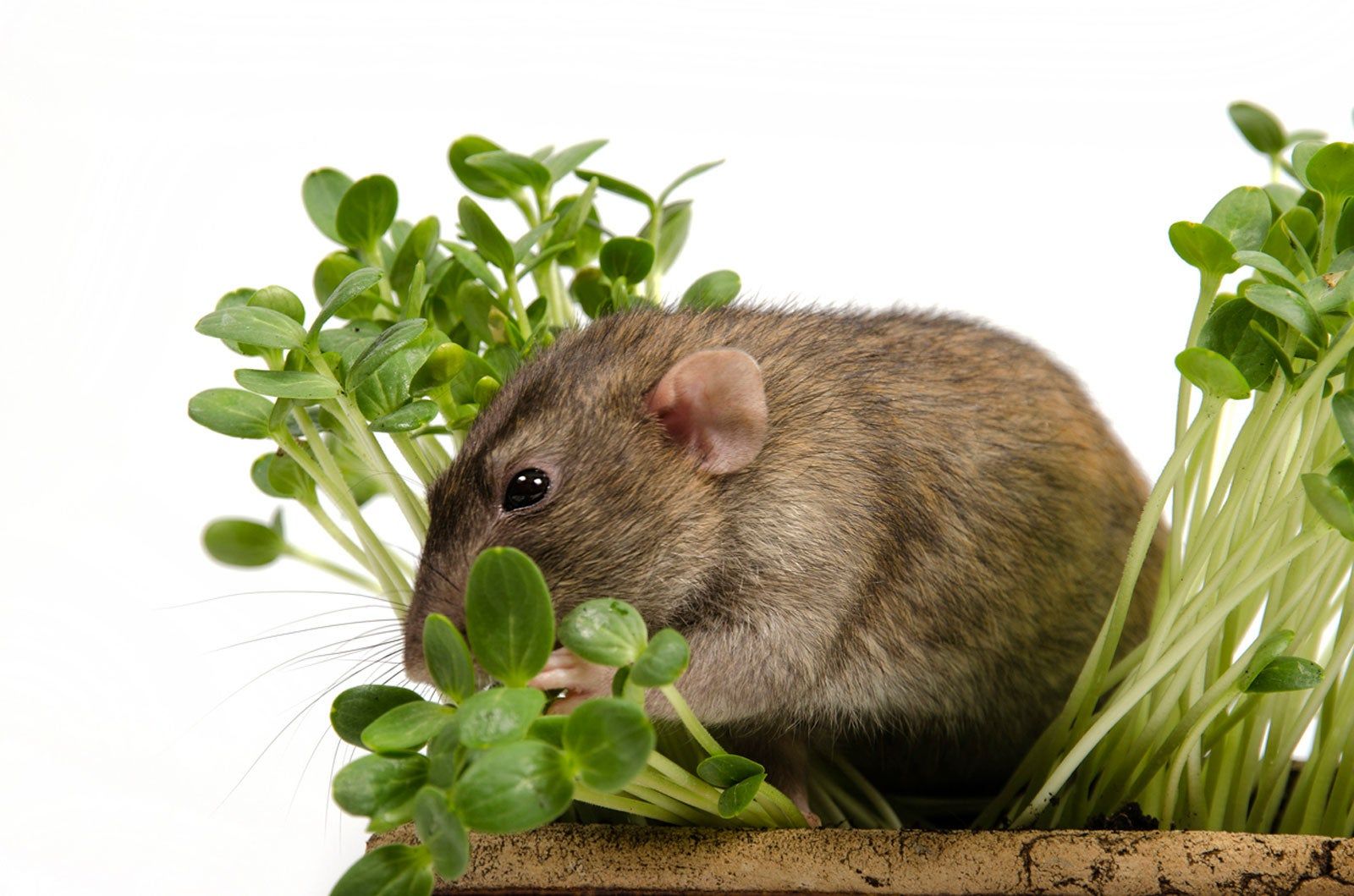 Animals That Eat Seedlings: How To Protect Seedlings From Small Animals ...