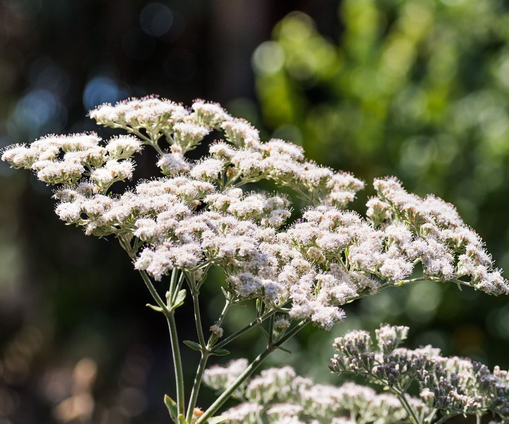 21 Stunning Plants That Like Heat And Full Sun | Gardening Know How