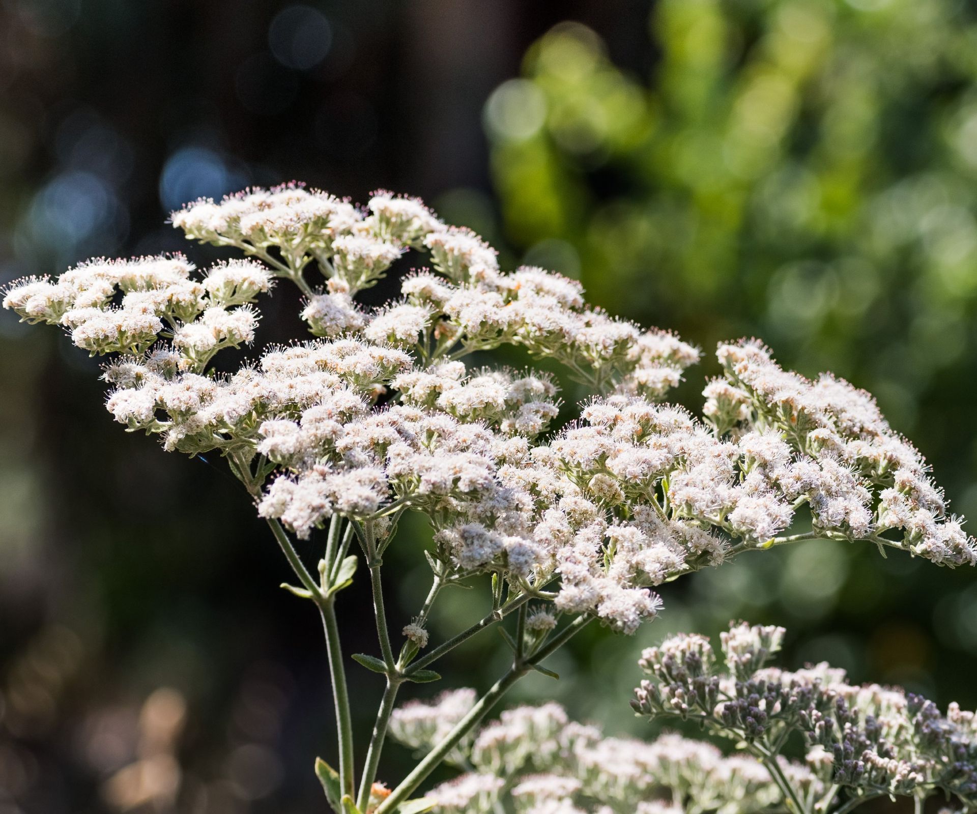 21 Stunning Plants That Like Heat And Full Sun | Gardening Know How