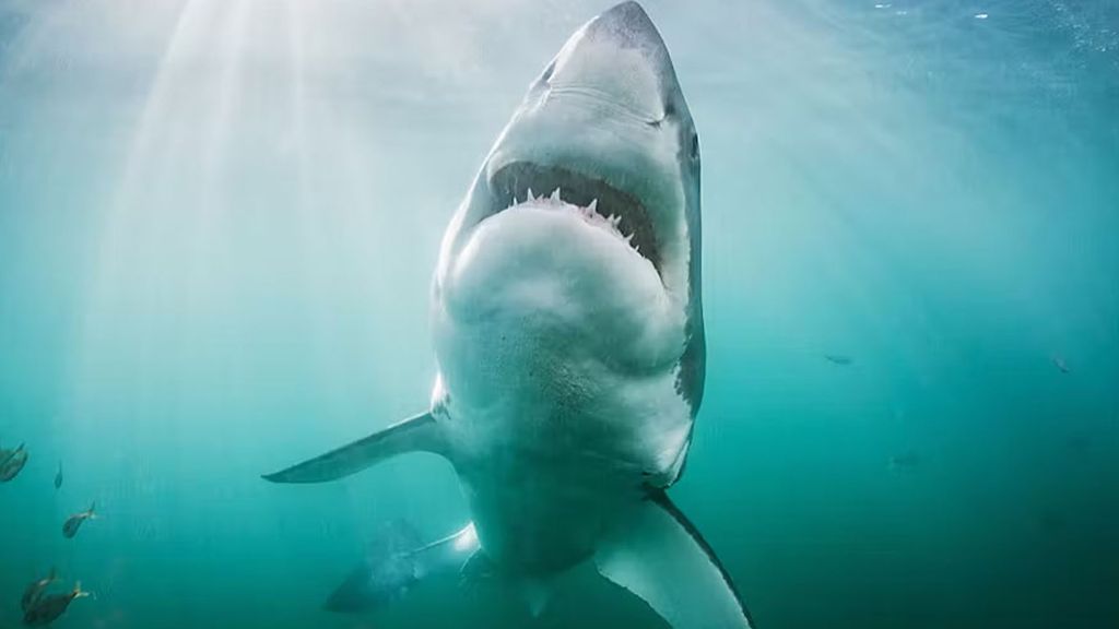 2 liver-eating orcas forced an entire population of great white sharks ...
