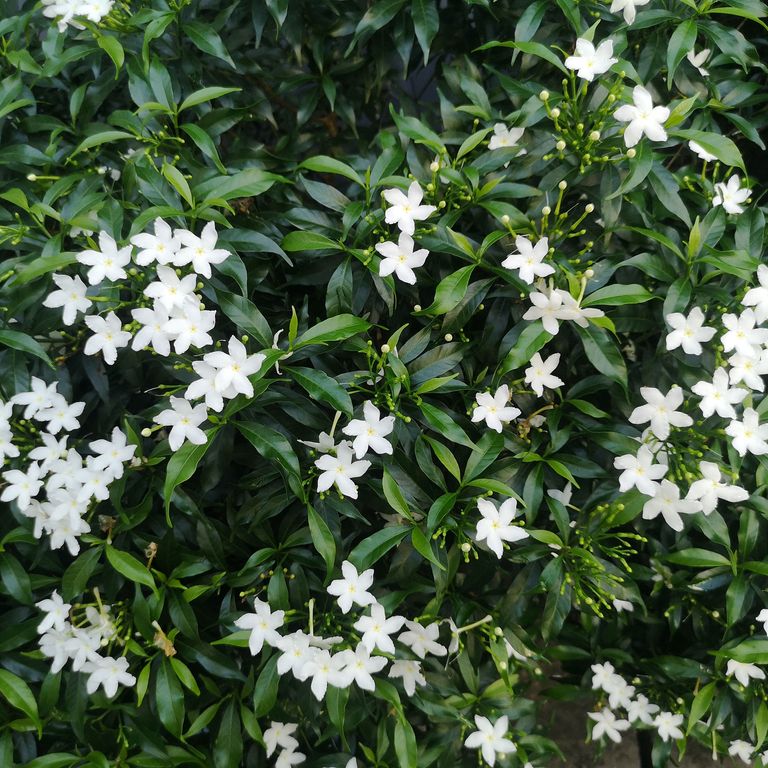 How to grow jasmine for a screen of beautiful, fragrant blooms | Ideal Home
