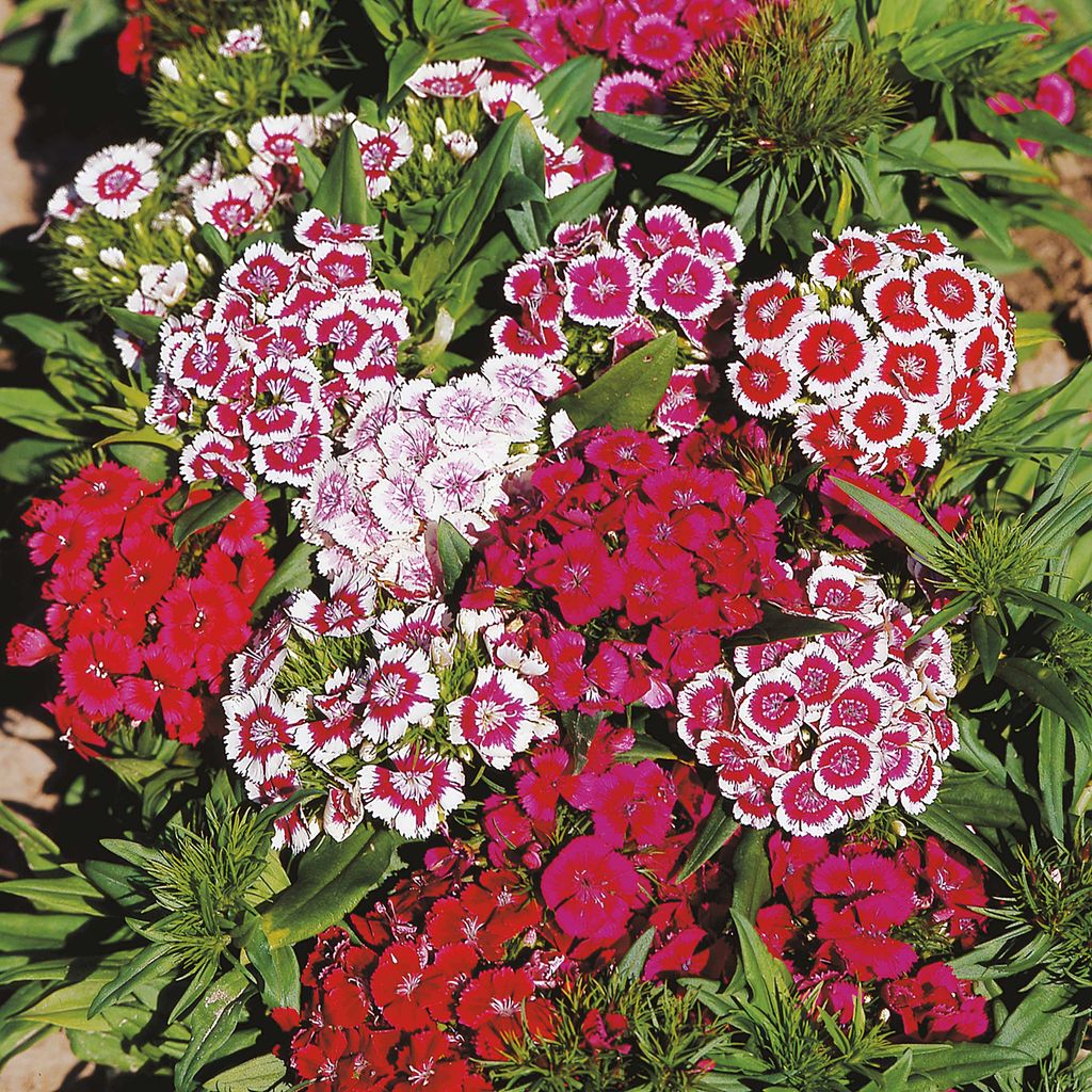 5 stunning plants for spring scent: add them to your planting list ...