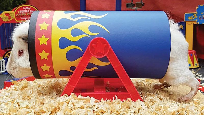 Best guinea pig accessories: Everything you need to entertain and amuse ...