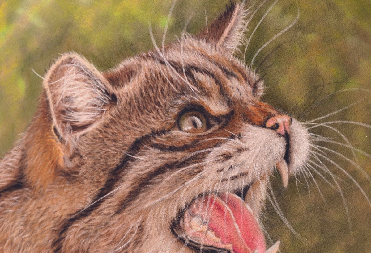 How to draw fur in pastels | Creative Bloq