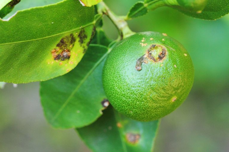 Citrus Canker Control: Tips On Treating Citrus Canker Disease ...
