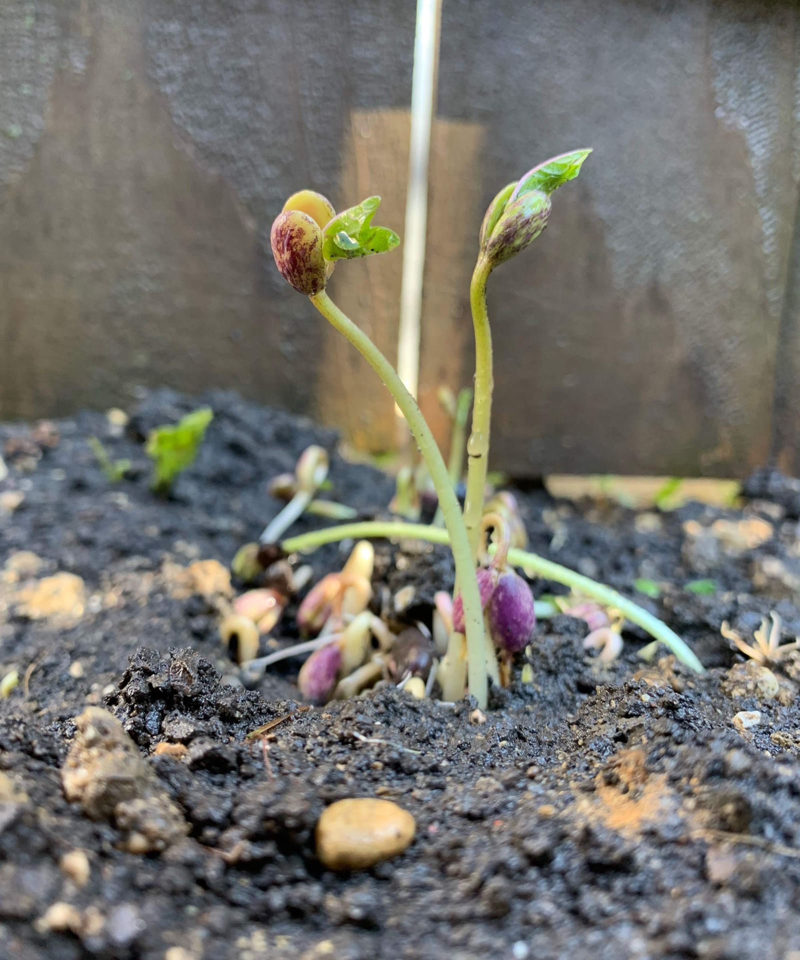 How to grow pinto beans - with some expert growing tips | Homes and Gardens