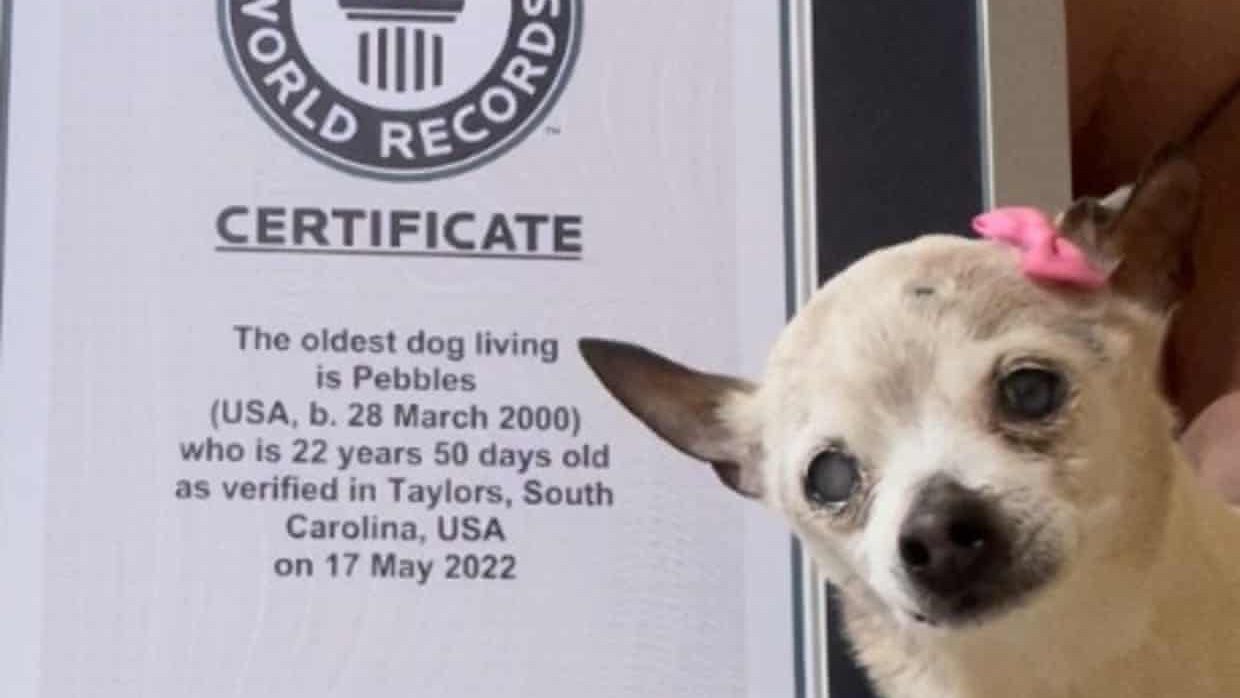 Pebbles the oldest living dog dies just months before her 23rd birthday ...