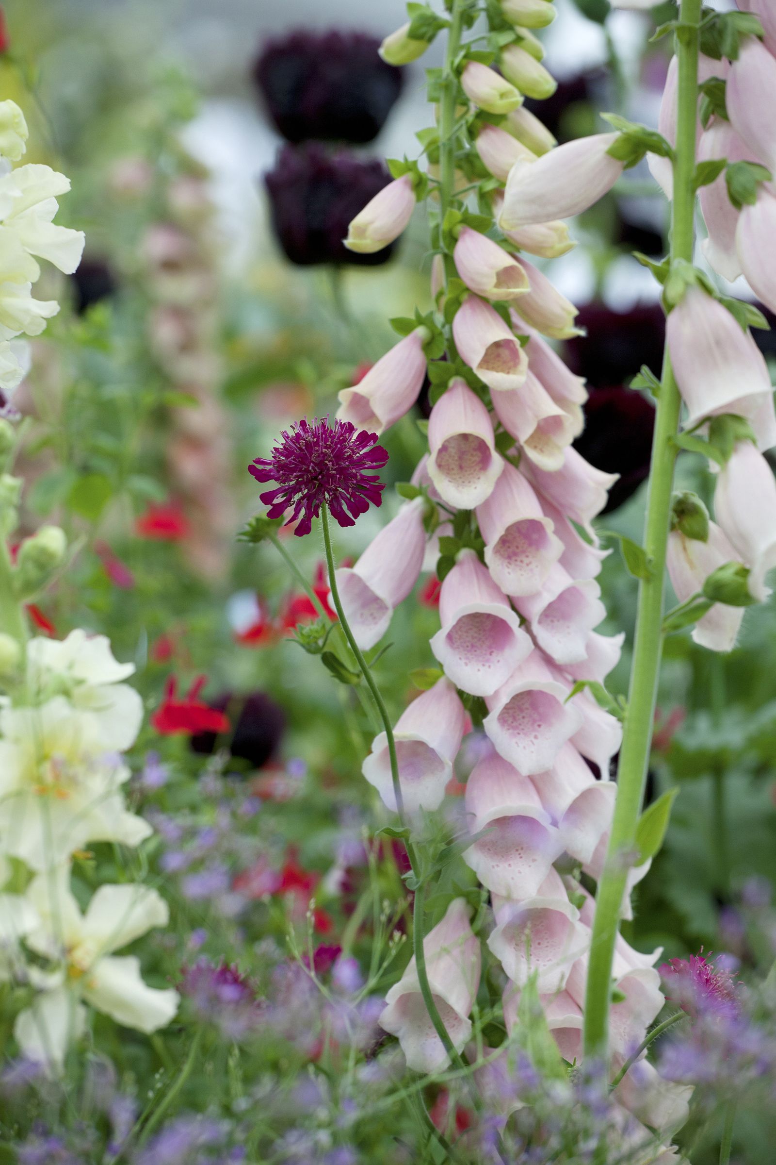 How to plan a cottage garden – from layout to picking plants | Homes ...
