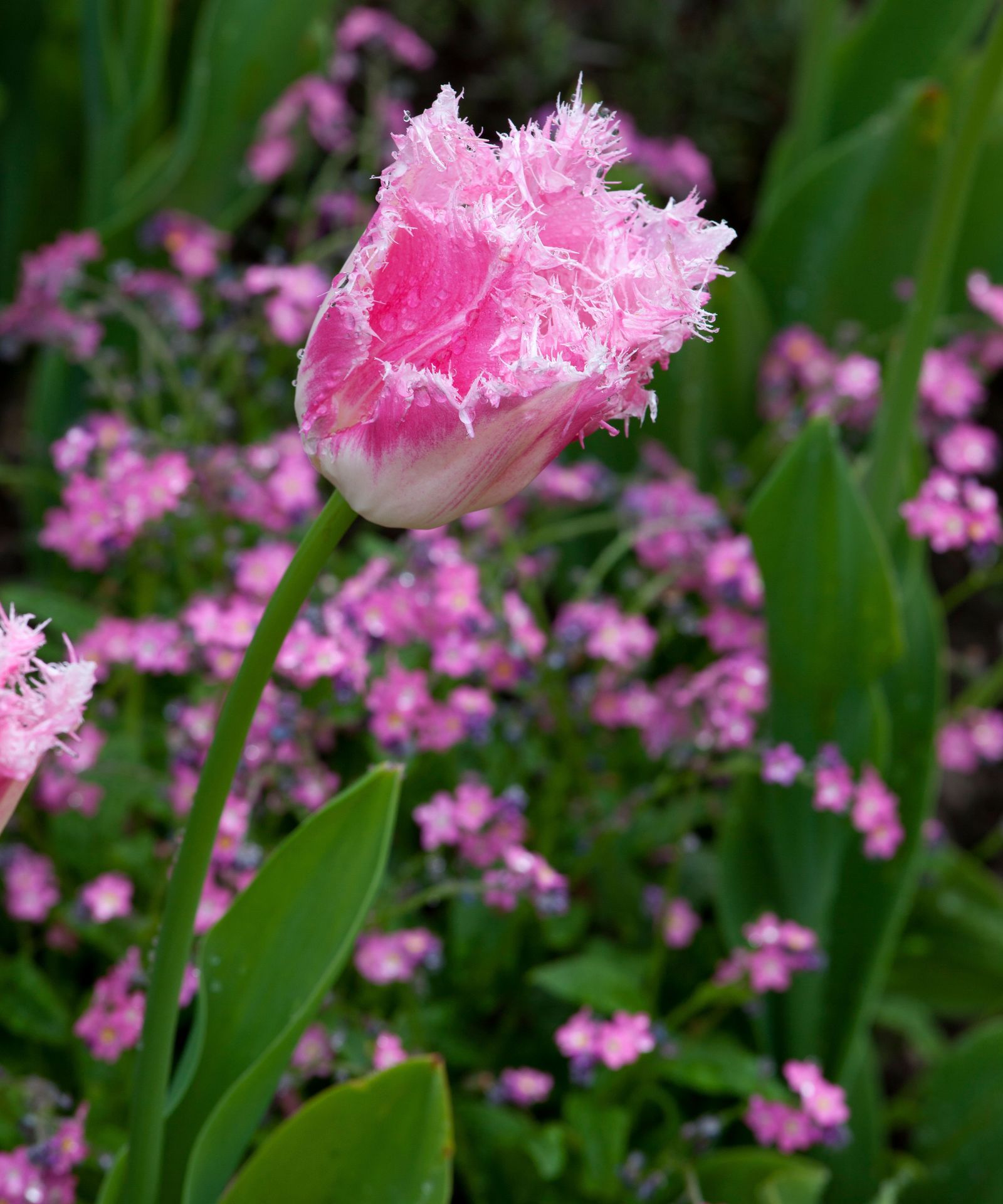 How to plant tulip bulbs: for a display of spring flowers | Homes and ...