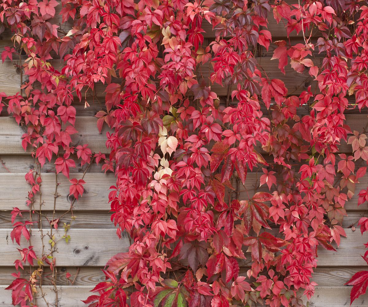 9 of the best climbing fence plants to grow | Homebuilding