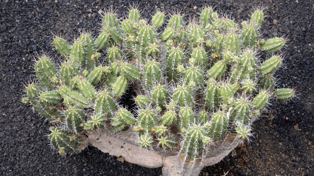 What Is A Moroccan Mound Plant – Learn About Growing Moroccan Mound ...