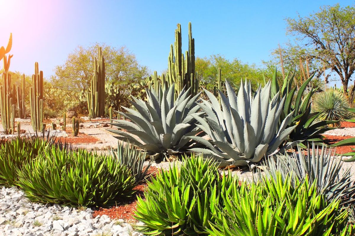 Agave Plant Varieties: Learn About Types Of Agave For The Garden ...