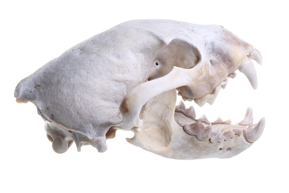 Facts About Wolverines | Live Science