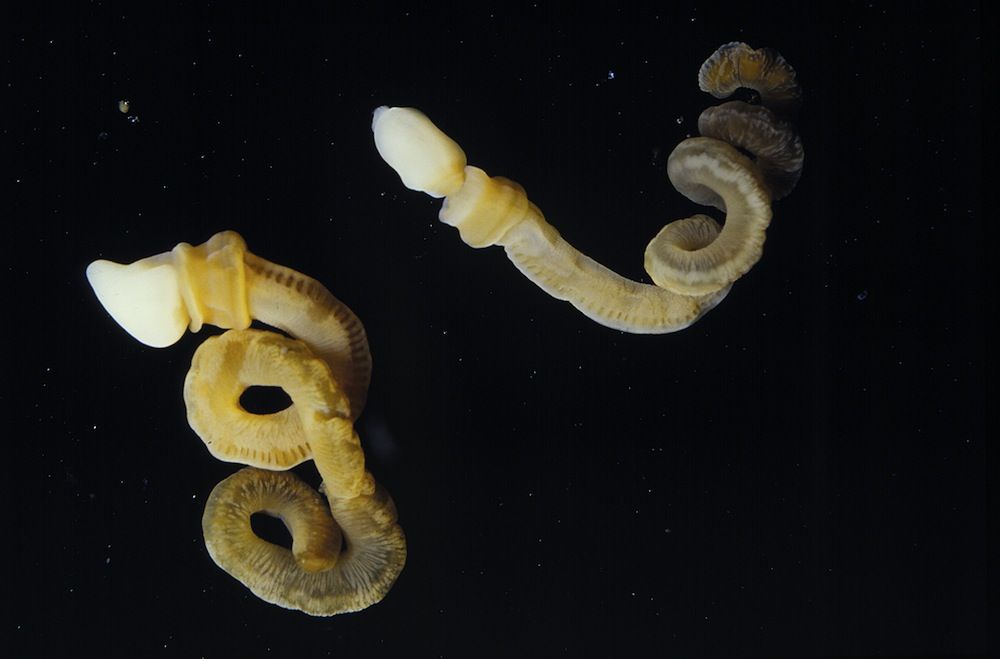 Image Gallery: A Worm Missing Link | Acorn Worms | Live Science