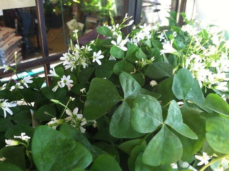 Growing Oxalis Houseplant - Tips On Caring For Shamrock Plants ...
