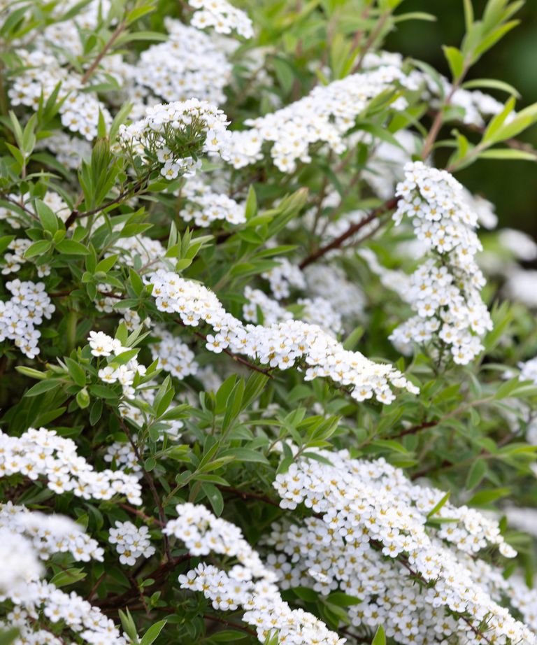 Spiraea growing guide: expert tips for success | Gardeningetc