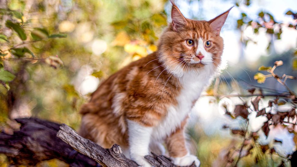 32 best cat breeds for cold climates | PetsRadar
