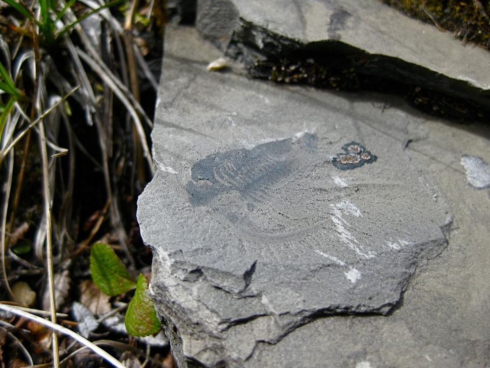 Gallery: Amazing Cambrian Fossils from Canada's Marble Canyon | Live ...