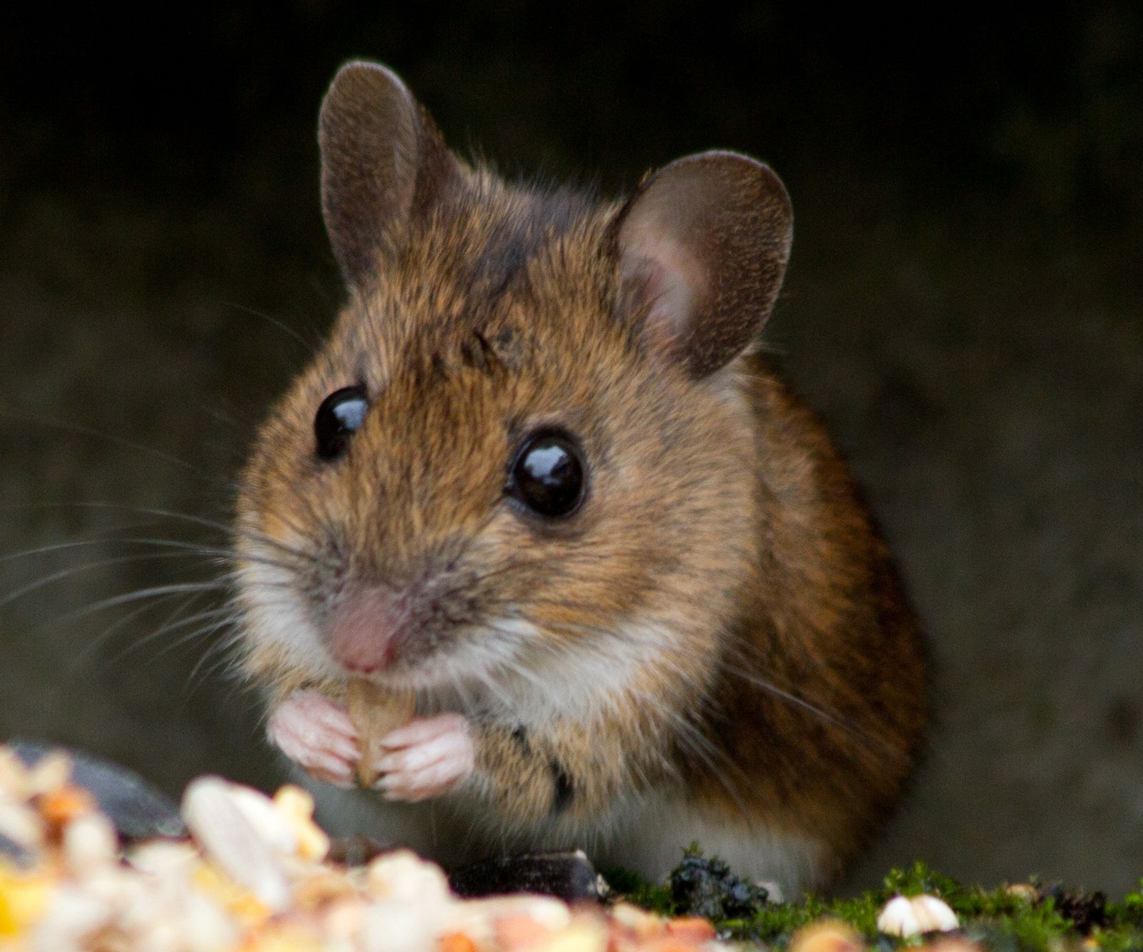 How to repel mice from your yard: 5 methods | Homes and Gardens