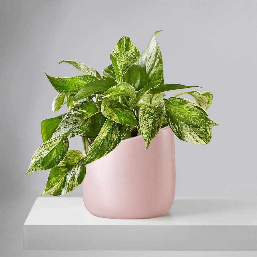 Best variegated indoor plants: 4 varieties | Homes and Gardens