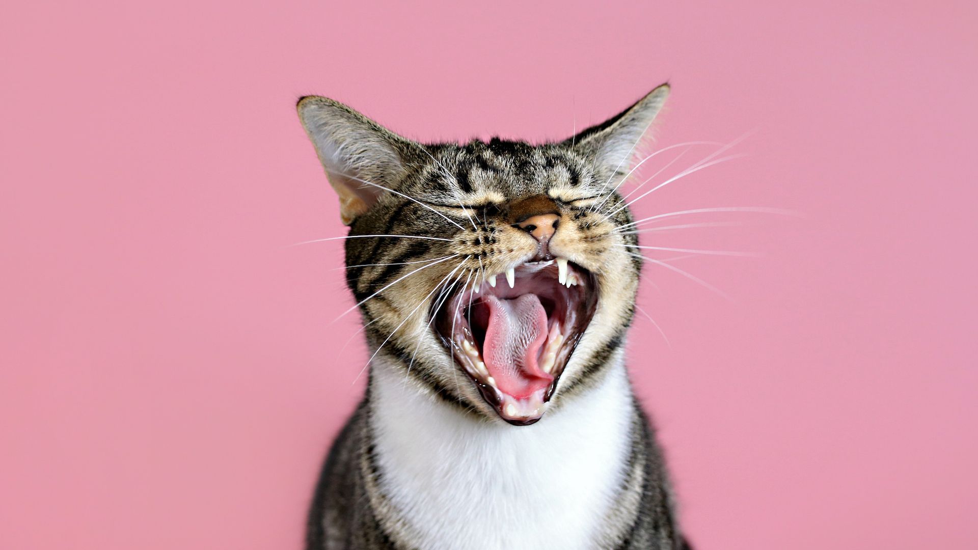 32 funny things cats do | PetsRadar
