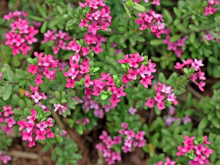 Caring For Daphne Plants - How To Care For Daphne Plant Varieties ...