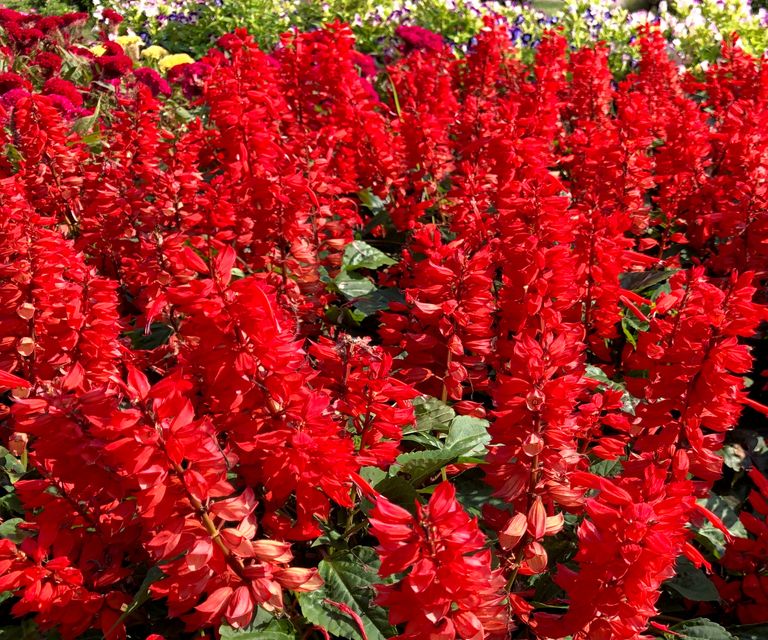 Grow These 10 Colorful Plants For A Bold And Beautiful Yard | Gardening ...