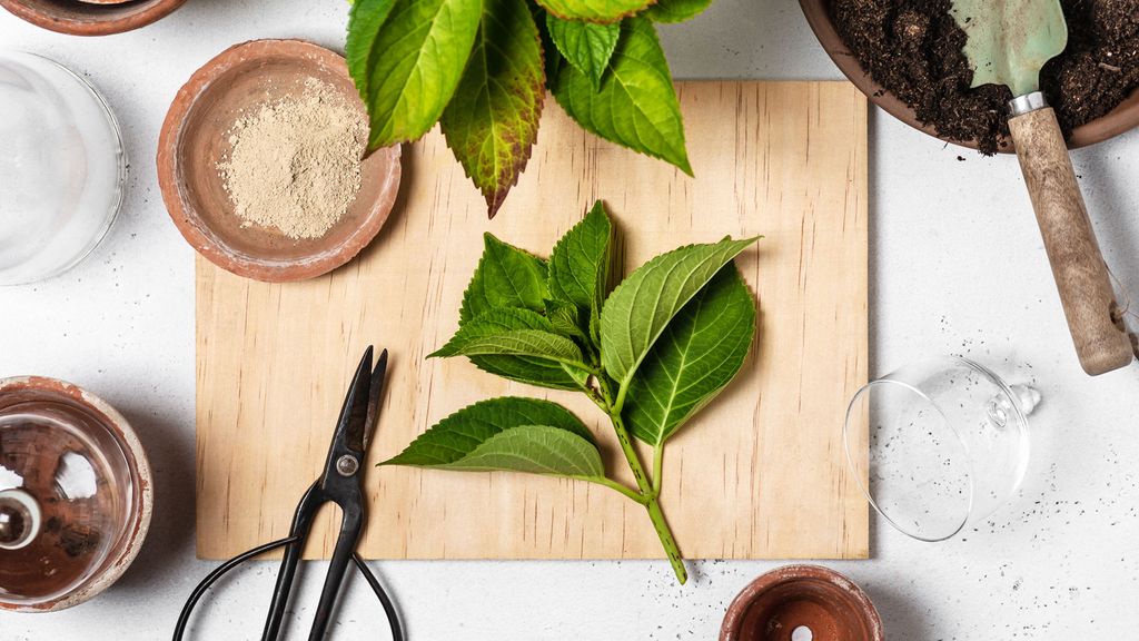 Enjoy Growing Success When Rooting Plants From Cuttings | Gardening ...