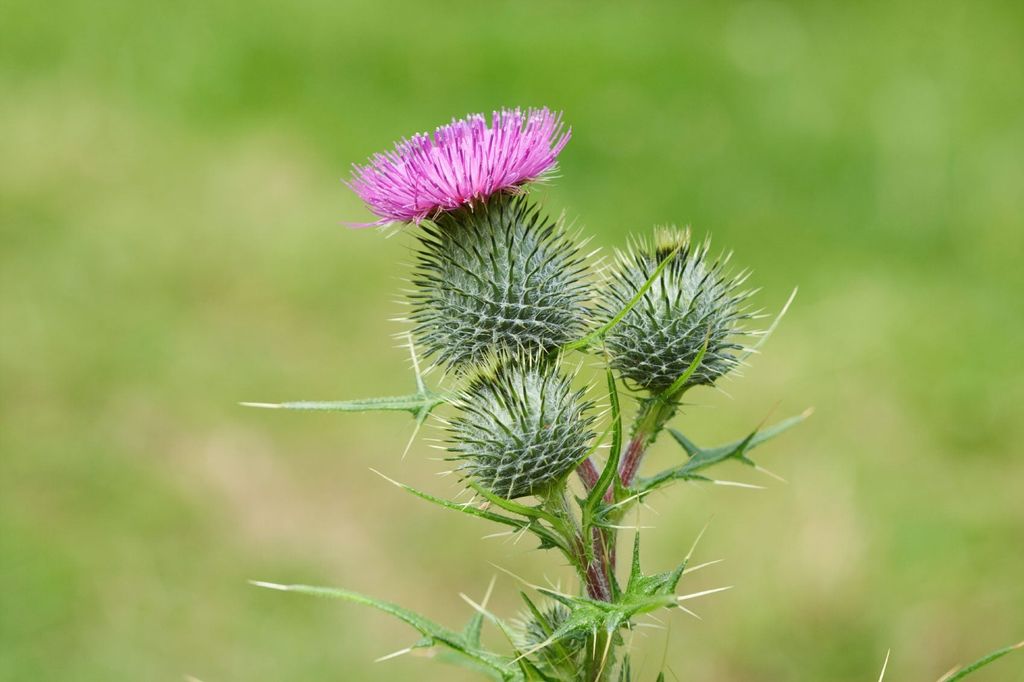Bull Thistle Removal - How To Get Rid Of Bull Thistle Weeds | Gardening ...