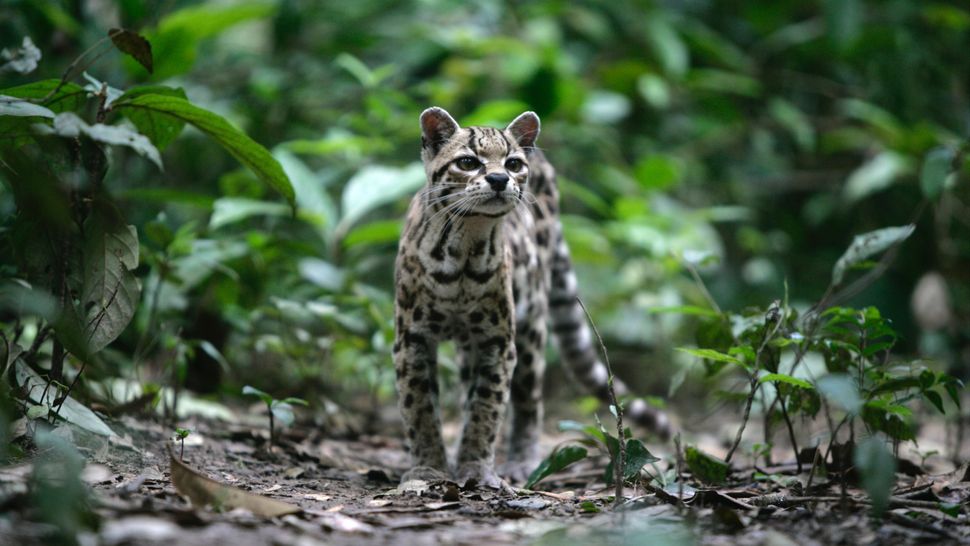 Weird and unusual animals you’ve not heard of before | PetsRadar