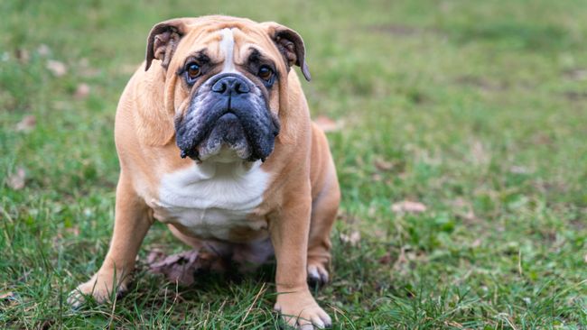 20 wrinkly dog breeds from little pugs to giant mastiffs | PetsRadar
