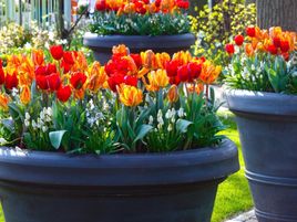 Tips & Information about Bulbs | Gardening Know How