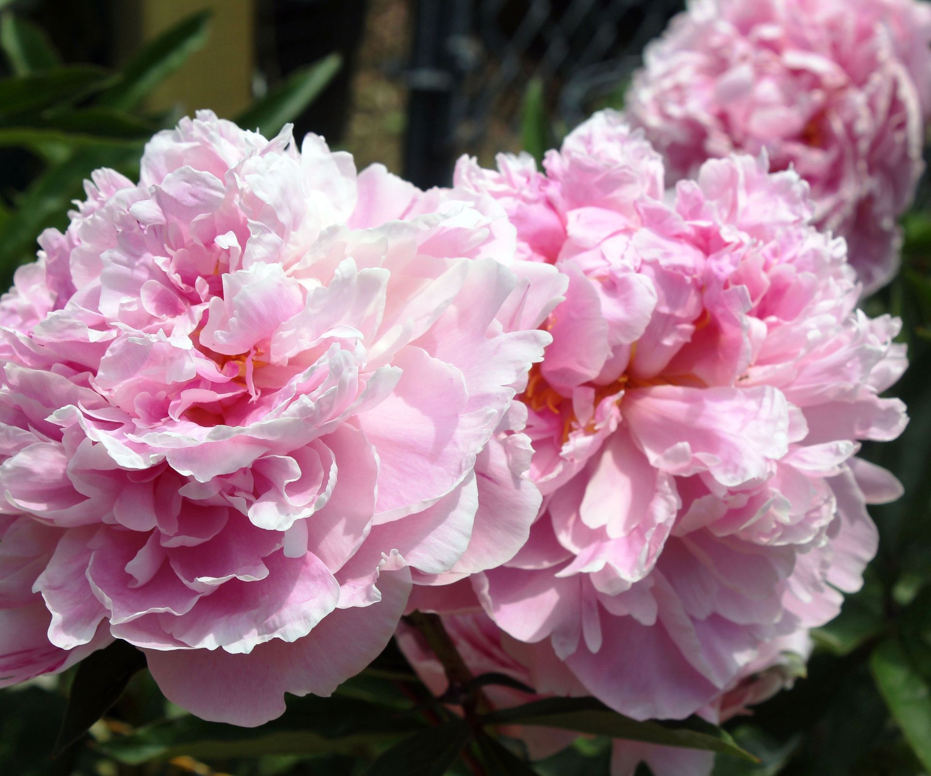 Grow These 8 Peony Colors For A Spring Rainbow In Your Yard | Gardening ...